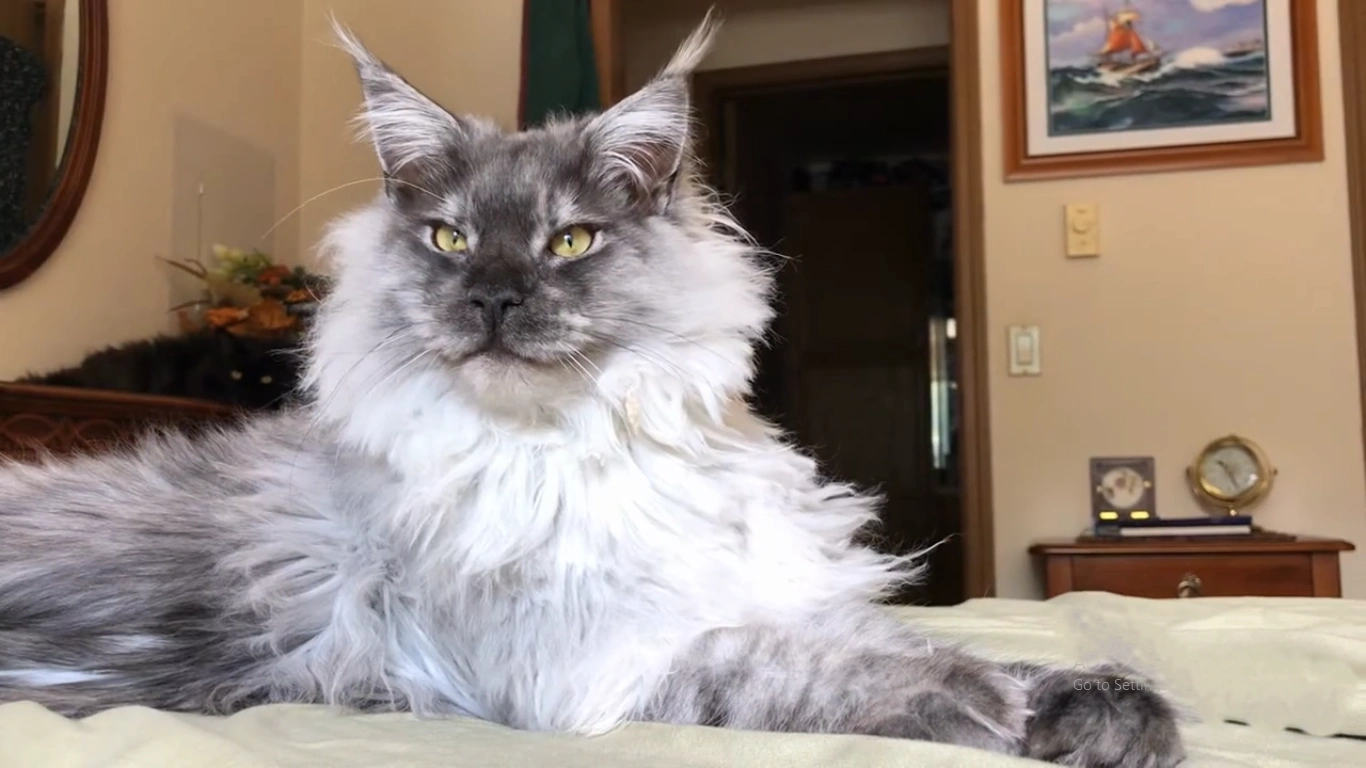 European Maine Coon vs American: A Detailed Comparison